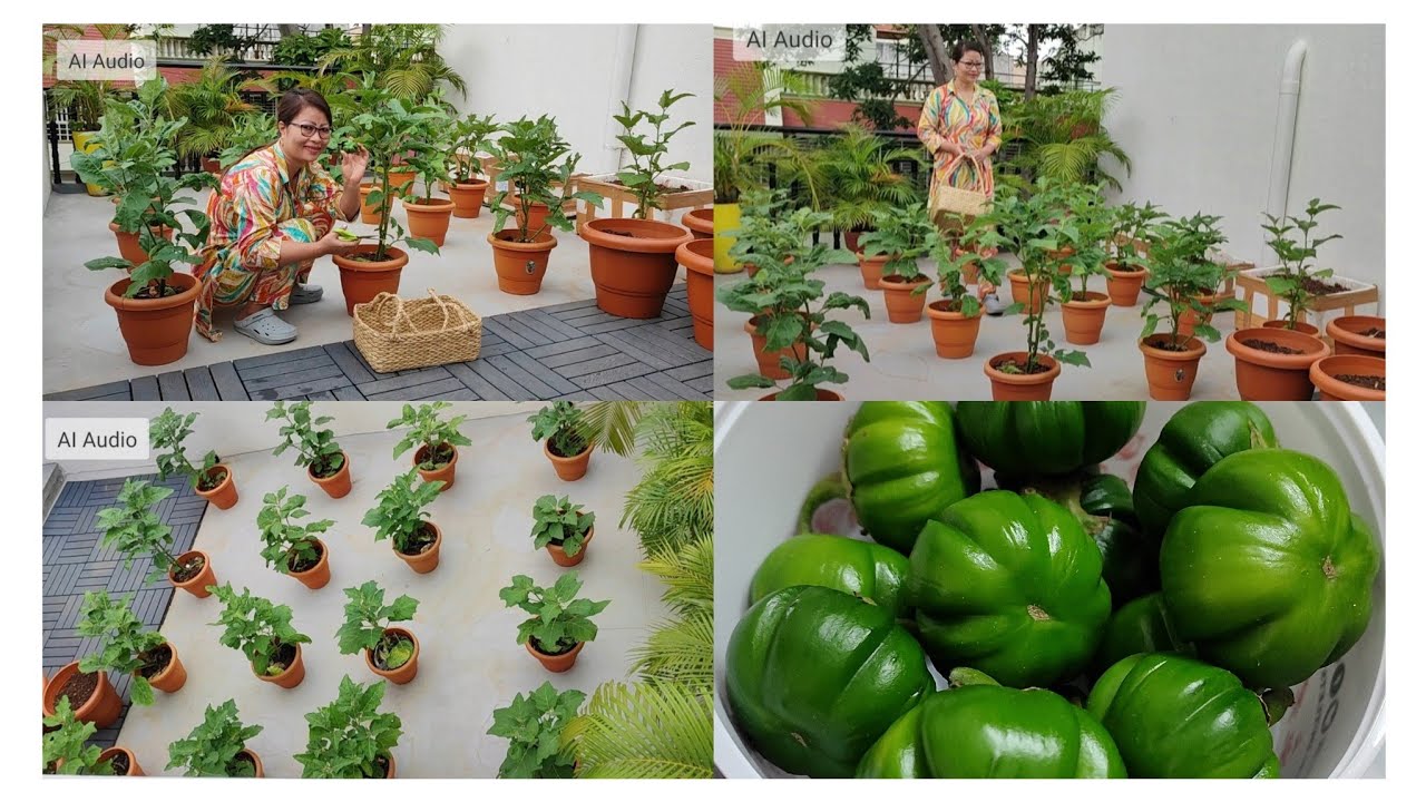 Samtawk (Bitter egg plant/mock tomato) inchung zawlah ka thar leh tan e ...