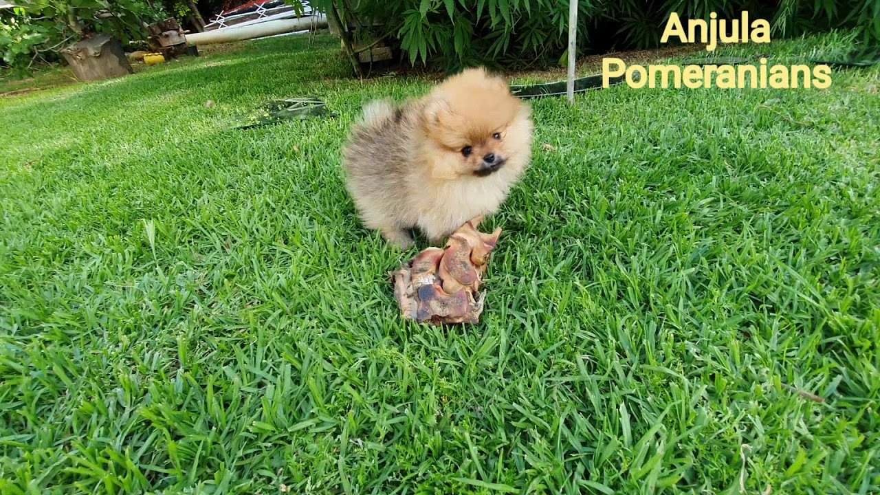 Pomeranian Toy Pom puppy Coco chewing on a big bone - Anjula ...