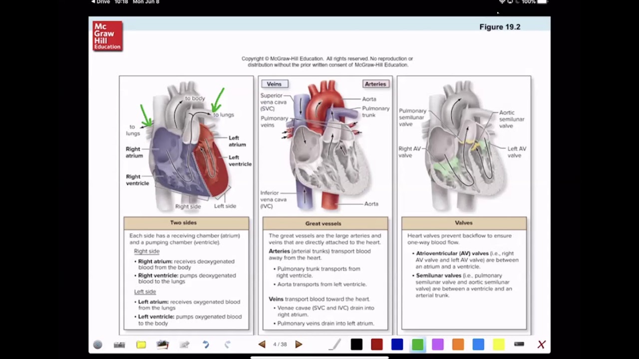 Heart Part 1 - YouTube