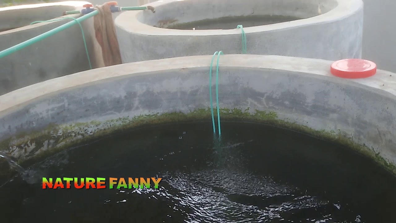 অর্গানীক উপায়ে মাছ চাষ | Fish | Organic fish farming - YouTube
