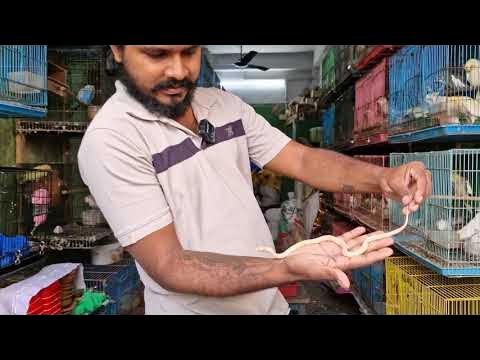 EXOTIC PET FOR SALES | MILK PYTHONS 4 MONTH PUPPY'S | JM 360° - YouTube