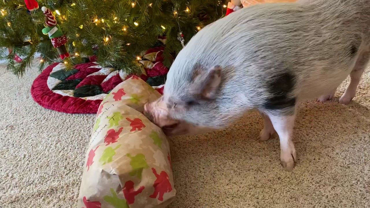 Hamlet the Mini Pig: Christmas 2020 - YouTube