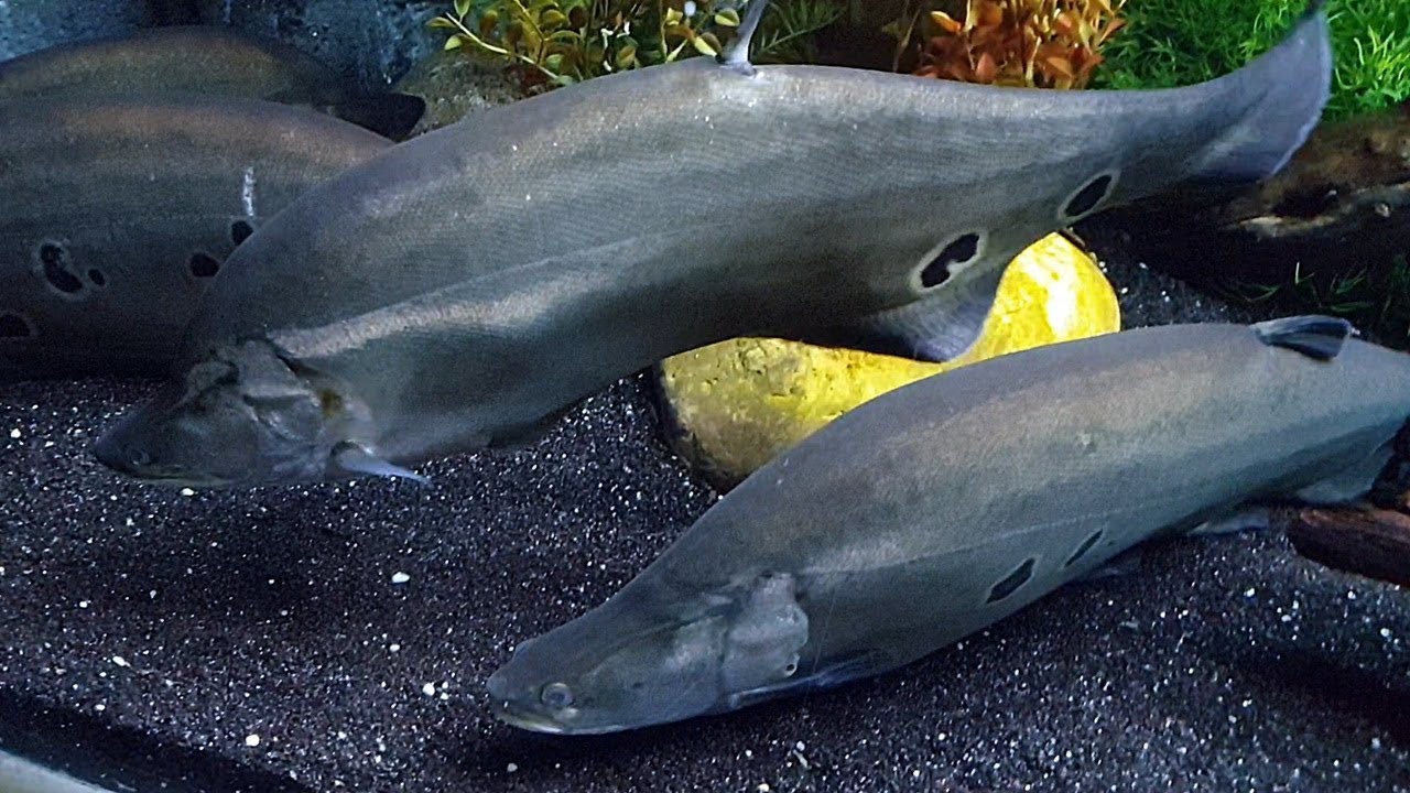 El pez cuchillo payaso (Chitala ornata) Ficha Técnica - YouTube