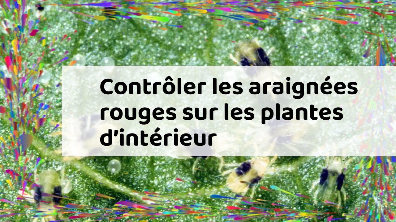Contrôler les araignées rouges sur les plantes d'intérieur - YouTube