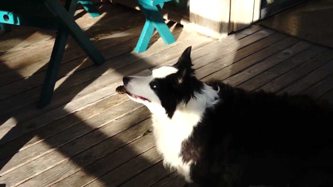 Fancy Pine Cone Dancing with Bandit MAH02802 - YouTube