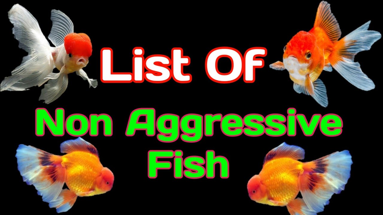 # non aggressive fish for fish tank # gold fish tank mate - YouTube