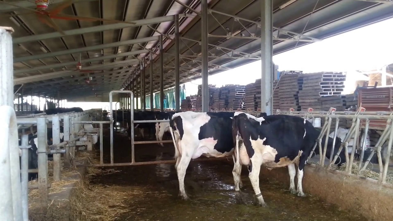 OSSERVAZIONE stalla A 001 - Come valutare il benessere della bovina da ...