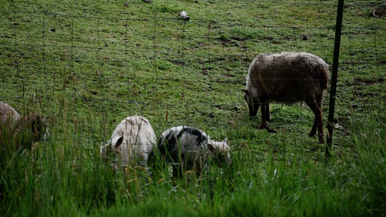 Local farm animals - YouTube