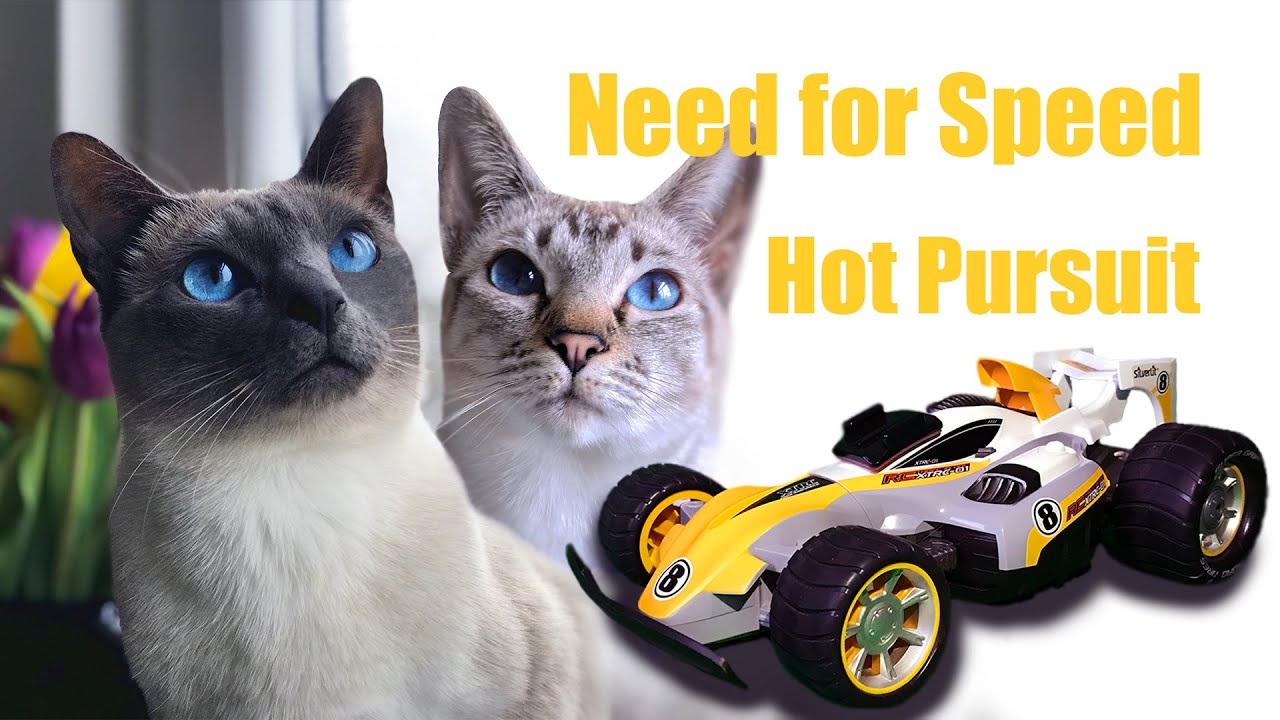 🌀Cats VS Race Car | Need for Speed | Hot Pursuit of My Cats | Thai cats ...