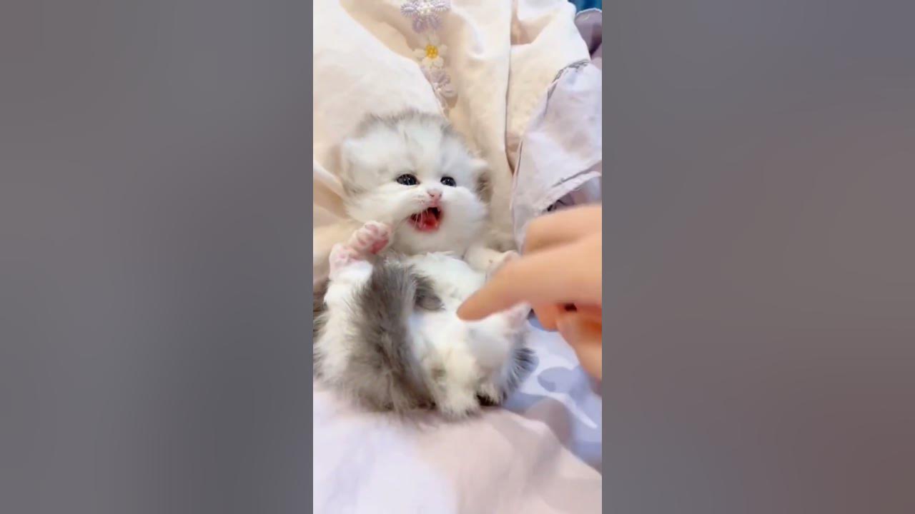 Meoww.. meowww 😻 - YouTube