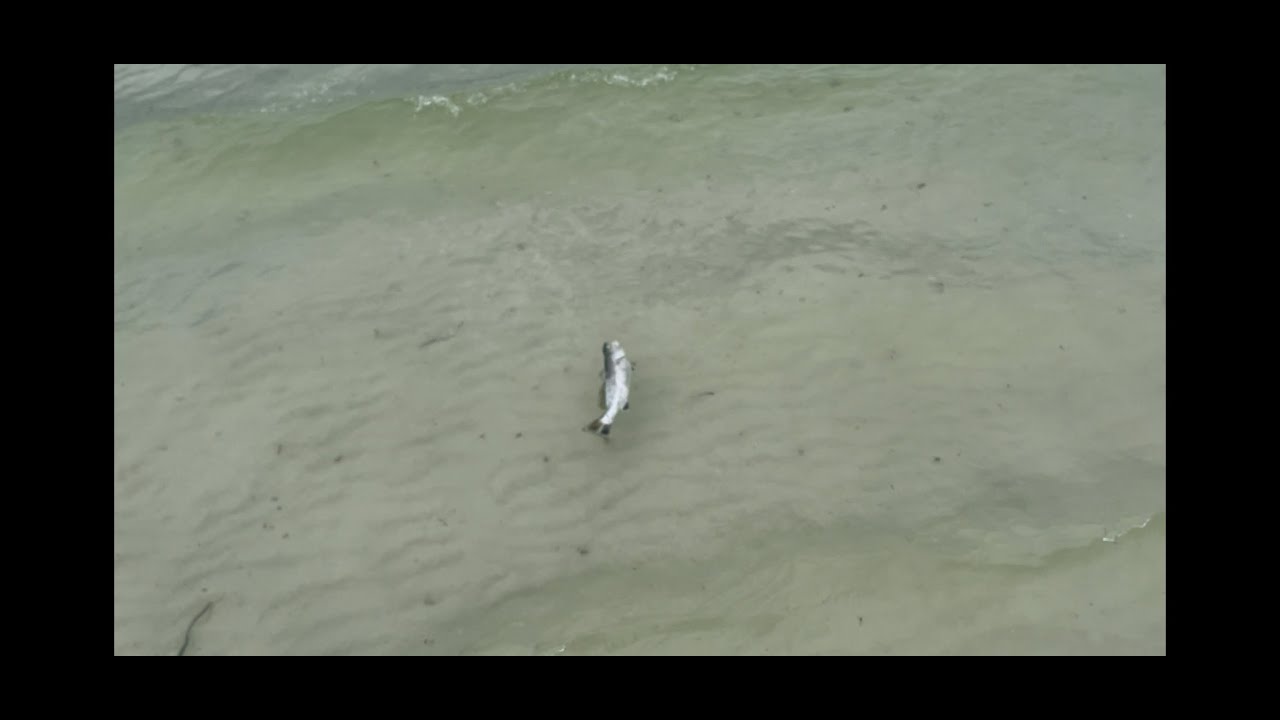 2021 Red Tide Has Reached Siesta Key Beaches in Sarasota. Dead pin fish ...