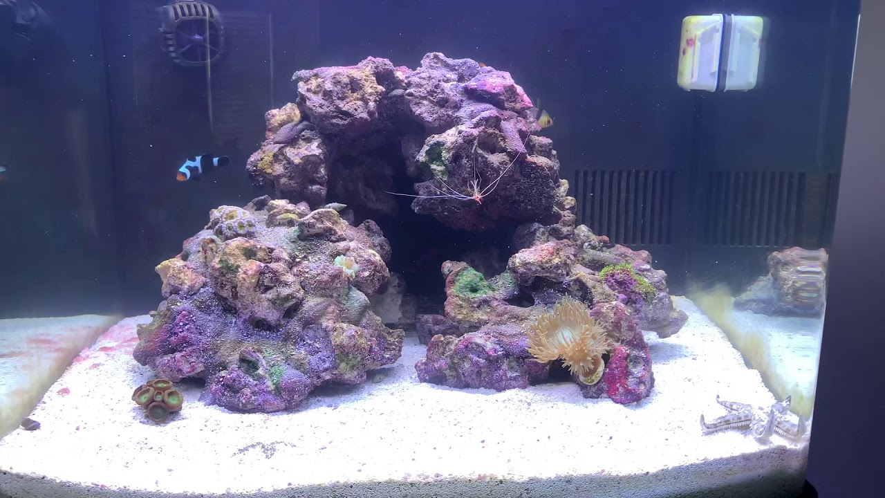 BIOCUBE 32 - New Reef Tank - YouTube