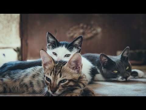 cat copyright free music video|cute cat copyright free music|7D2022 ...
