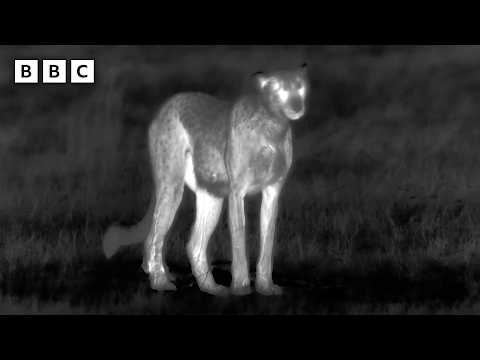 Cheetah mum vs leopard | Big Cats 24/7  – BBC