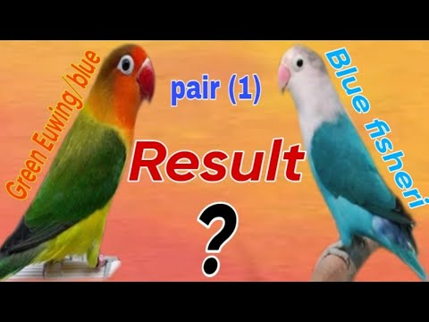 How to produce green Euwing/blue, green/blue, blue fisheri, blue Euwing ...
