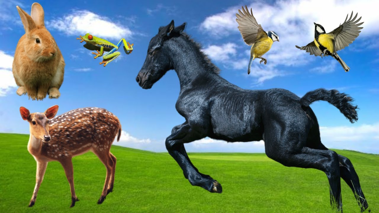 RELAX with ANIMALS SOUNDS and MUSIC - Tiger, Elephant, Monkey, Camel ...