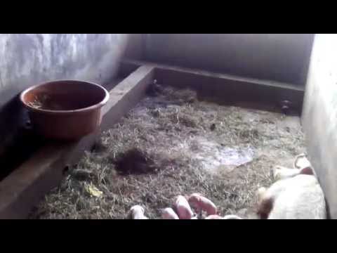 Iron injection in piglets - YouTube