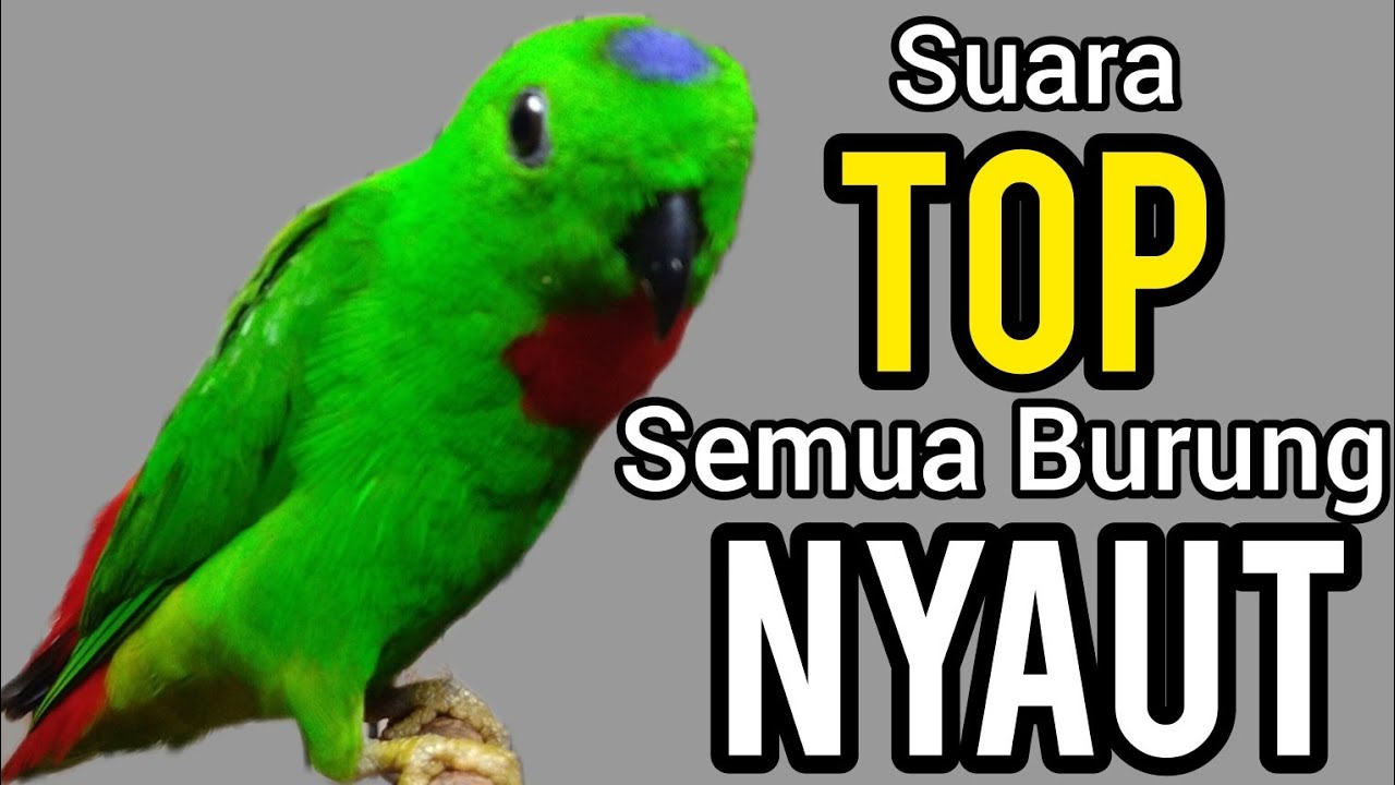 PANCINGAN SERINDIT 100% SUARA TOP BIKIN NYAUT SEMUA JENIS SERINDIT ...