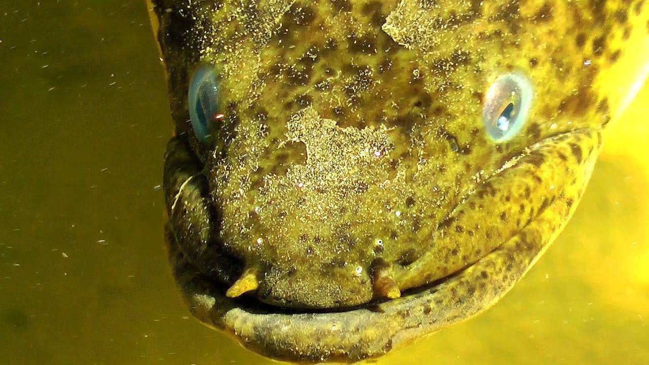 Longfin Eel close up - Anguilla reinhardtii - YouTube