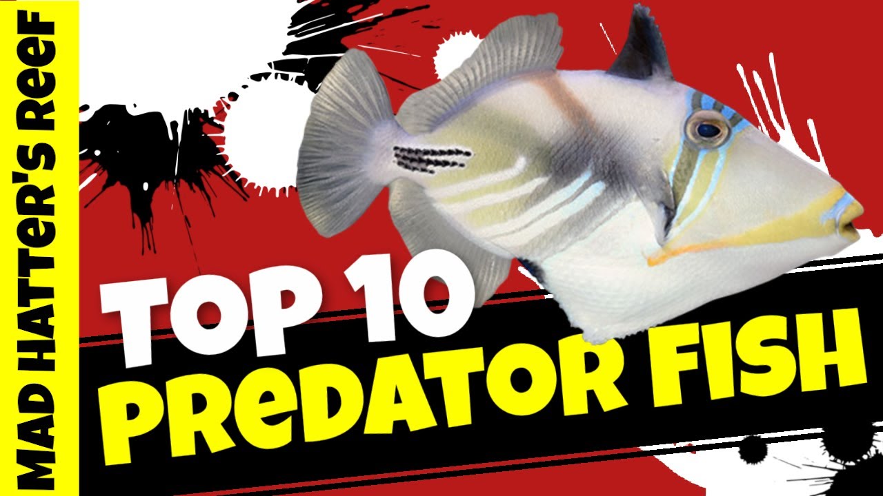 Top 10 Predator Saltwater Fish - YouTube