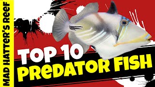 Saltwater Predator Fish