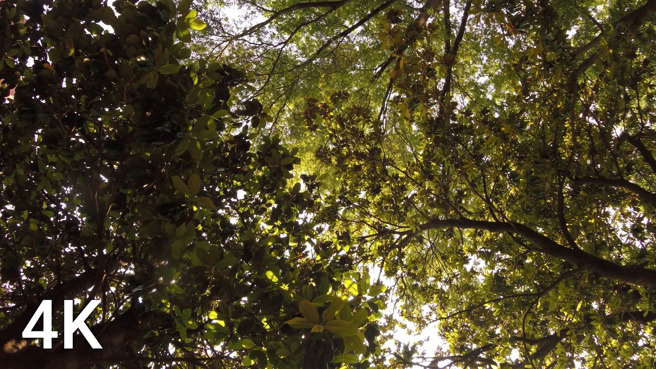 Day 33 Naturescape 🌳 Southern Magnolia Shade (2‑Hour Relaxing Nature Video in 4K) - YouTube