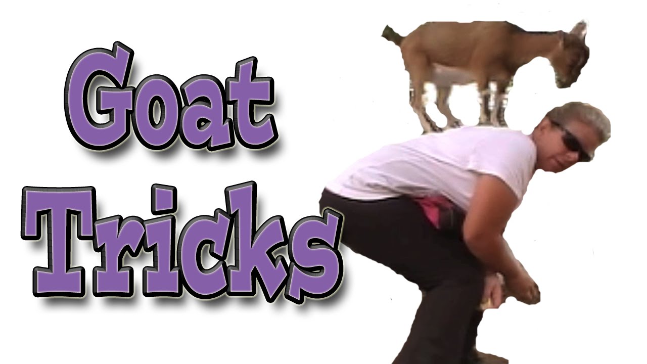 Goat Tricks: Clicker Training - YouTube