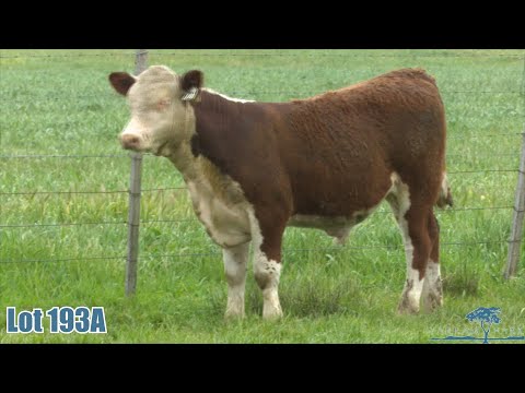 Lot 193A Yarram Superior V211 - YouTube