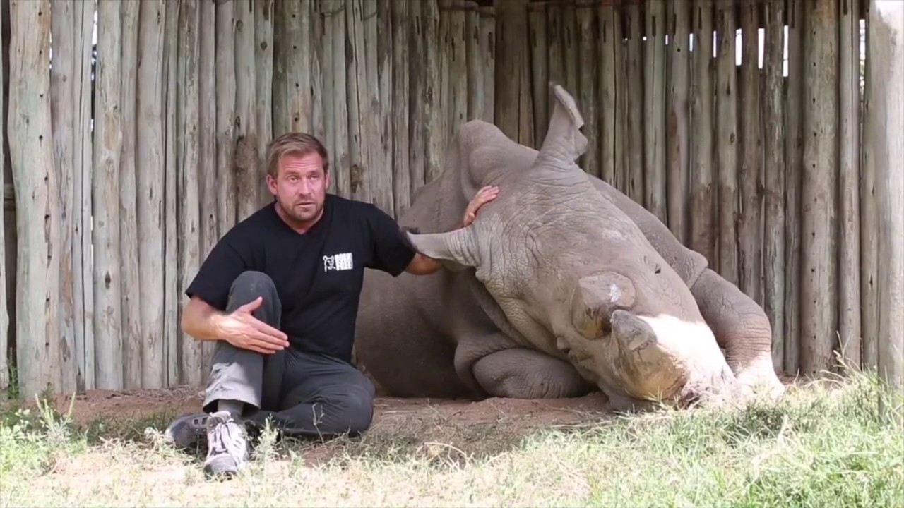 Sudan, the last living male northern white rhinoceros - YouTube