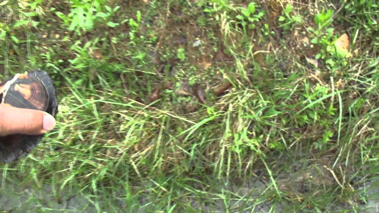 Box Turtle crossing my road - YouTube