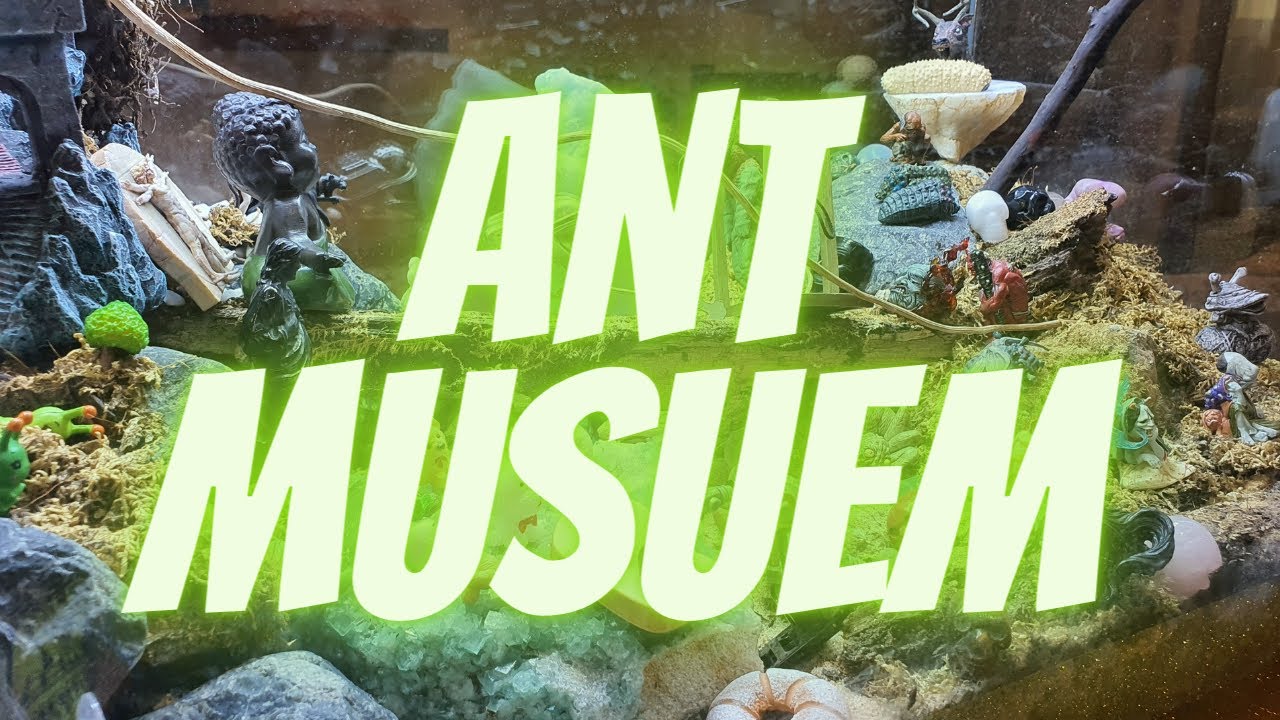 Singapore Ant Museum – Asia's 1st Ant Museum - YouTube