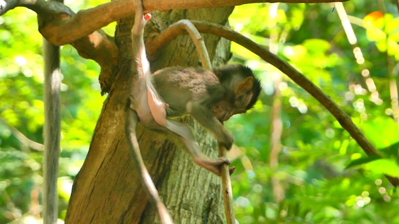 OMG! baby monkey Gabe almost fall down from tree - YouTube