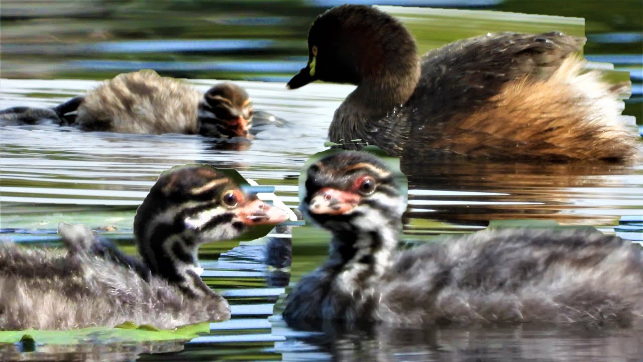 Grebe Bird. Little Grebe and Babies. Australasian Grebe Baby Call - YouTube