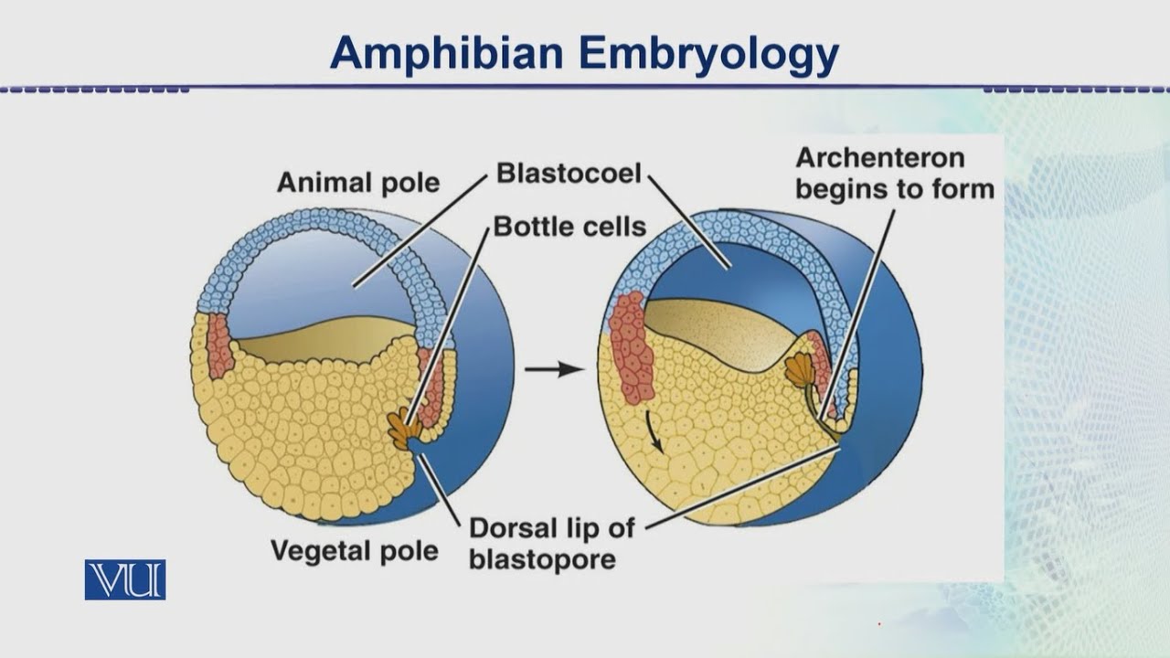 Amphibian Embryology | Animal Form & Function 2 (Theory) | ZOO517T ...