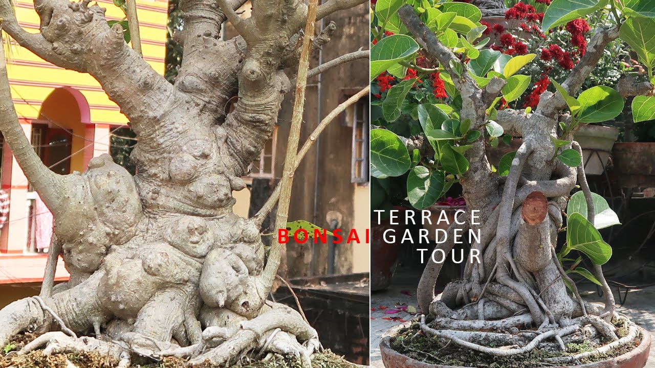 Approx 30 Years Old Ficus Benghalensis | Bonsai Tour | Terrace Bonsai ...