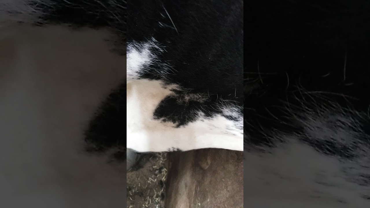 traumatic pericarditis case in cow it show jugular pulsation - YouTube