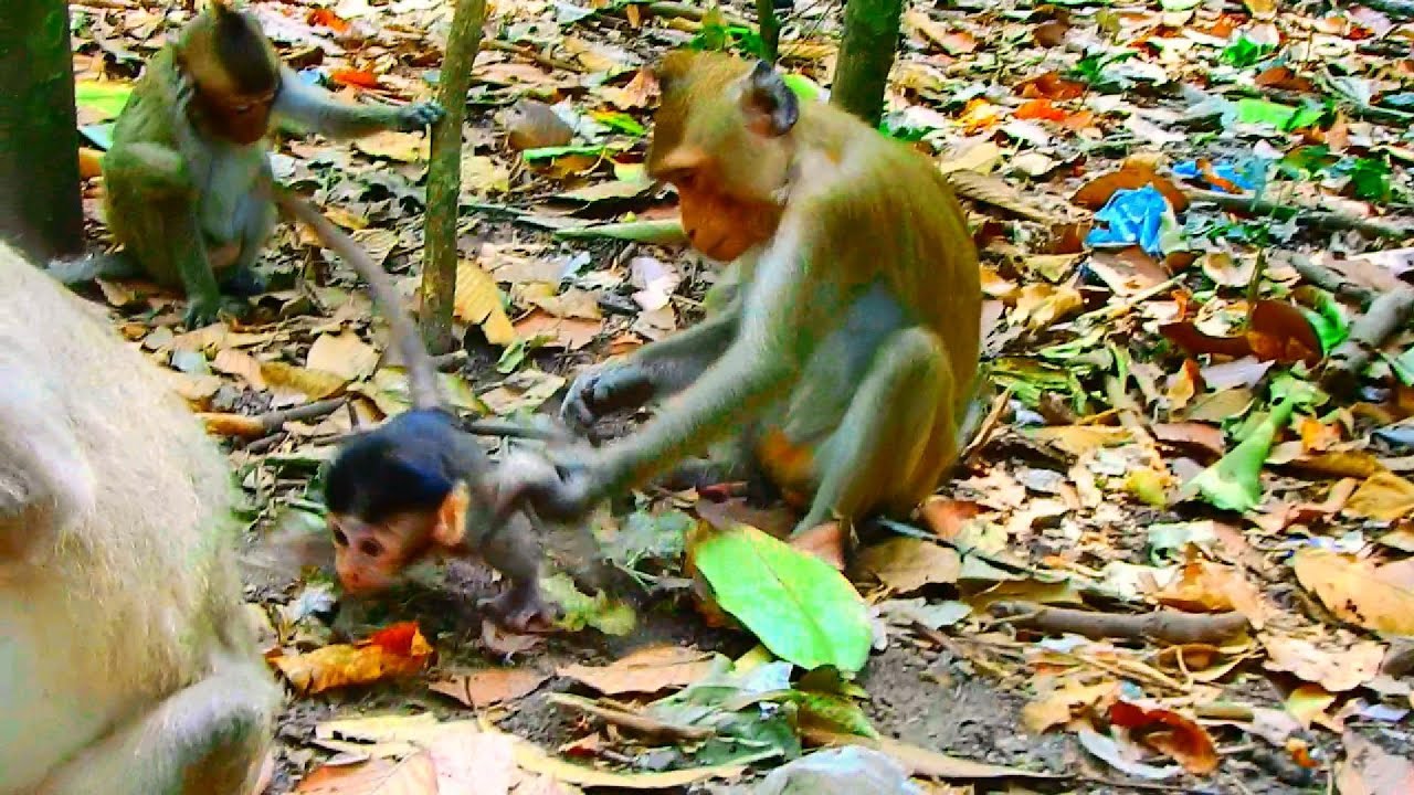 Oh GOD! Please help the baby...Bad Monkey kid nap tries to catch Button ...