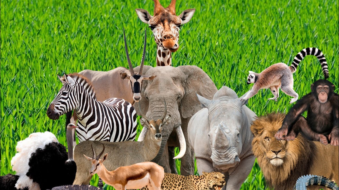 Amazing Scene of Wild Animals In 4K - Scenic Relaxation Films - YouTube