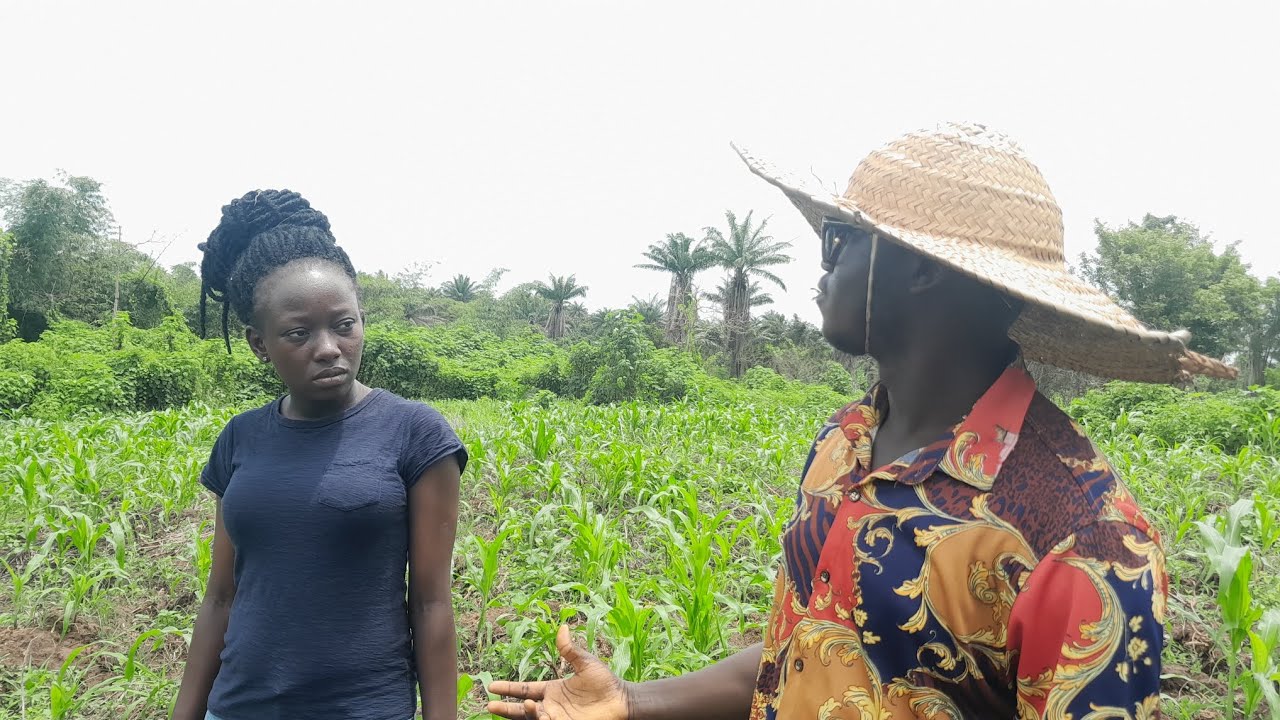 Our Dry Season Maize Farming Journey - YouTube