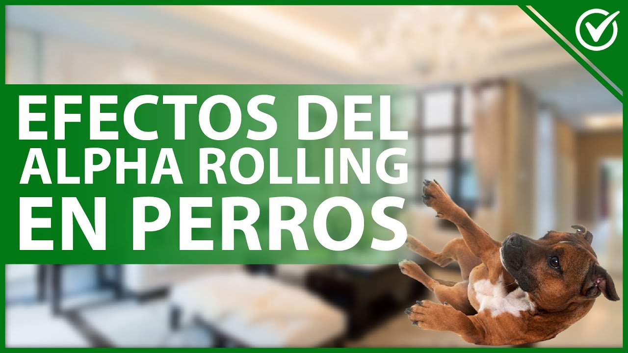 🐩 Hacer el ALPHA ROLLING con mi perro ¿Es bueno o malo? - Efectos de ...