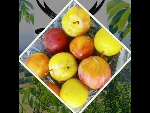 KÖSE DAĞI MANZARASI
