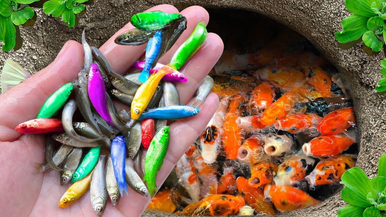 Catching Strange Aquarium Fish In Small Pond, Pink Guppy, Blue Guppy ...