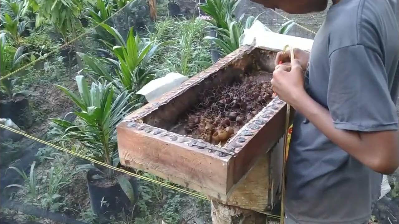 panen madu kelulut jenis itama - YouTube