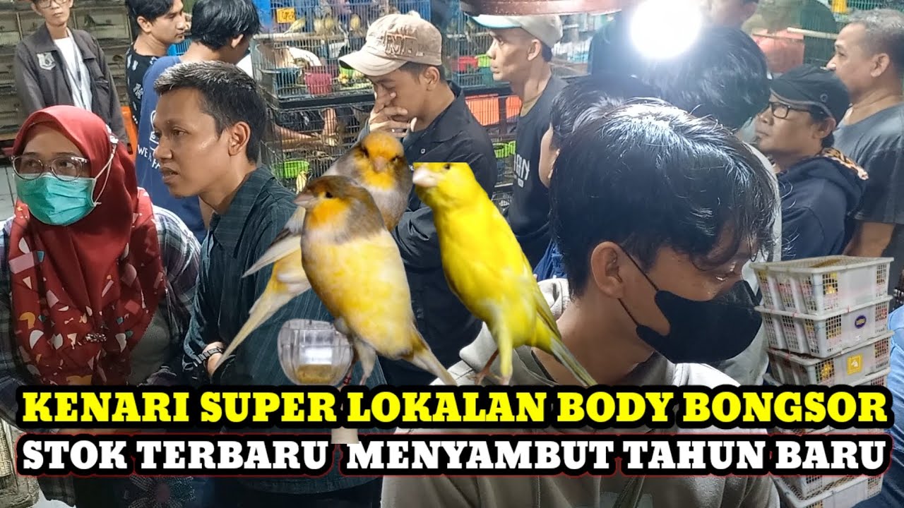KENARI LOKALAN BODY SUPER BONGSOR STOK TERBARU LAGI MENYAMBUT TAHUN ...