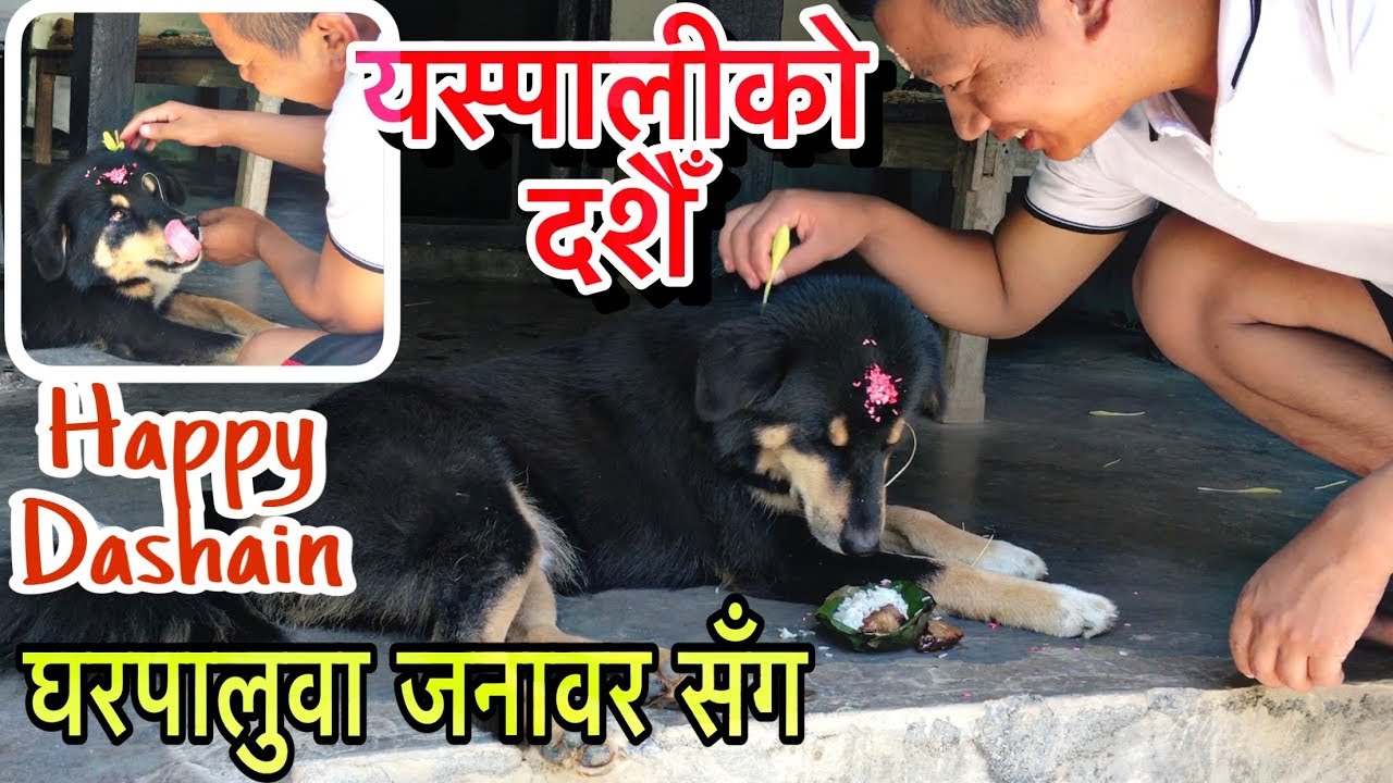 यस्पालीको दशैँ घरपालुवा जनावर सँग मनाईयो 2076 | Happy Dashain | Dog ...