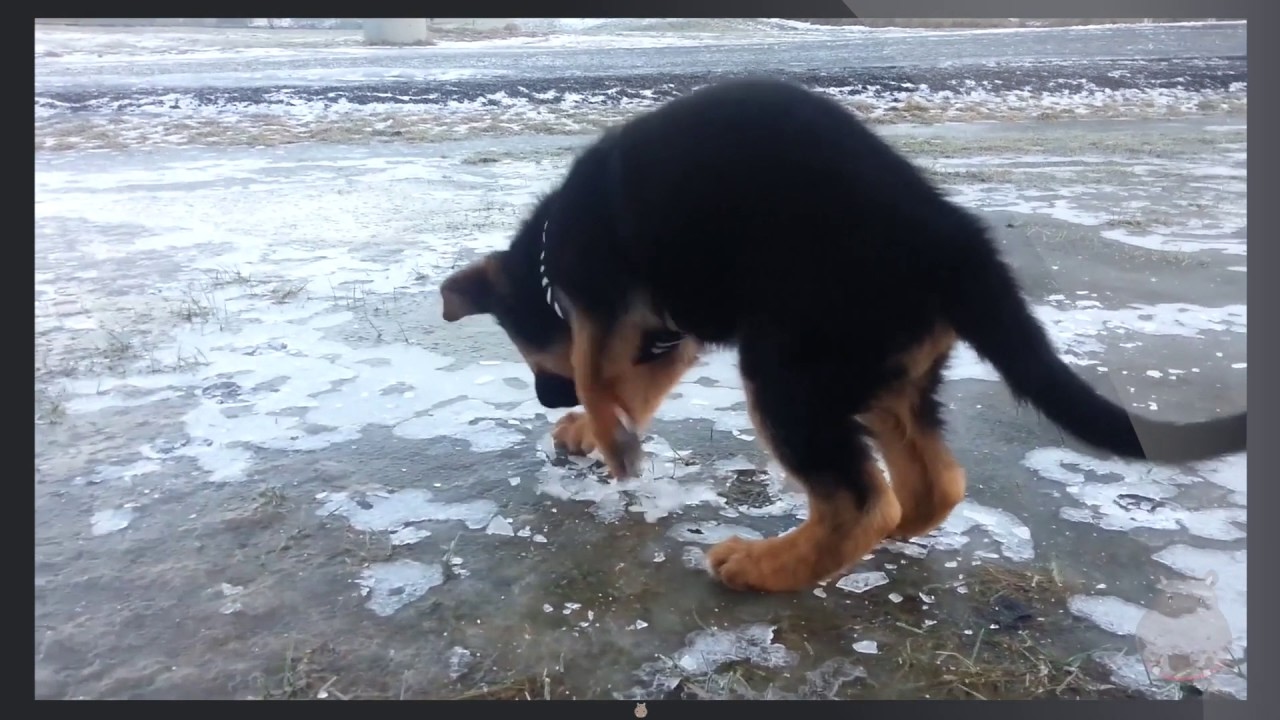 Funny Animals on Ice Compilation! (BEST FUNNY ANIMAL COMPILATION) - YouTube