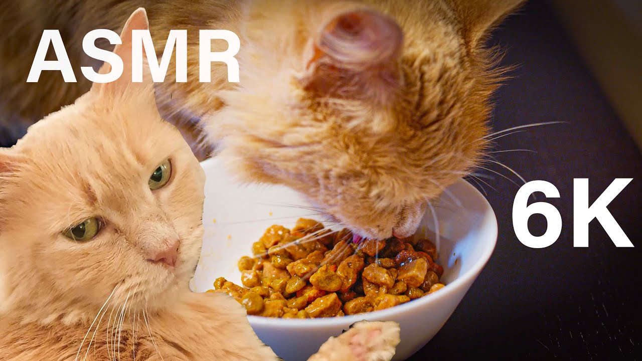 ASMR - Ginger Cat Eating Wet Food (in 6K) - YouTube
