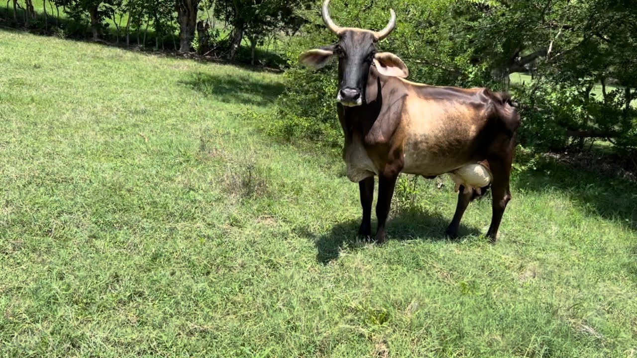 Vaca brava recién parida cuidando su cría - YouTube