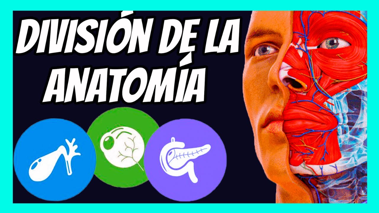 Tipos De Anatomía Humana
