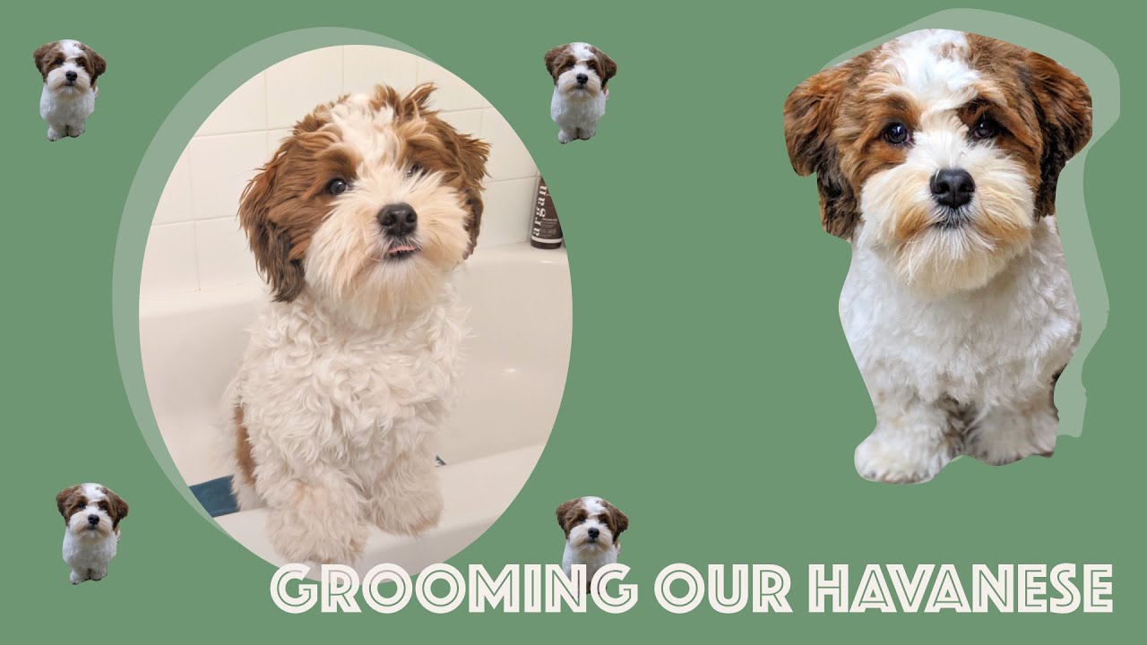How To Groom A Havanese Terrier